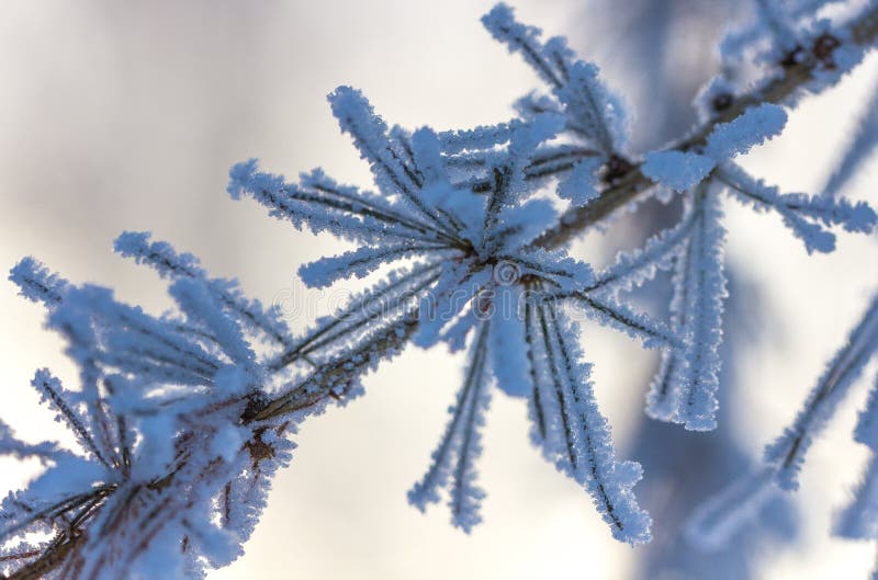 Crisp Winter Morning in Estonia. Stock Image - Image of snow, light ...