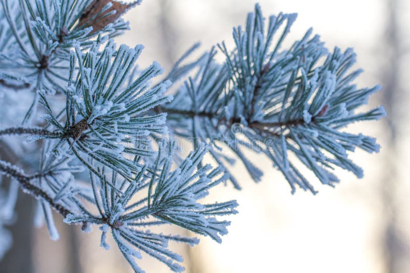 Crisp Winter Morning in Estonia. Stock Photo - Image of winter, morning ...
