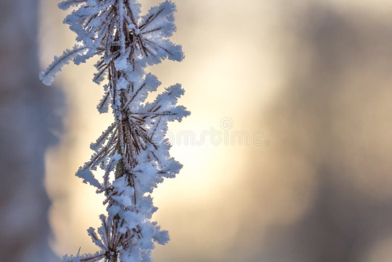 Crisp Winter Morning in Estonia. Stock Photo - Image of season, morning ...