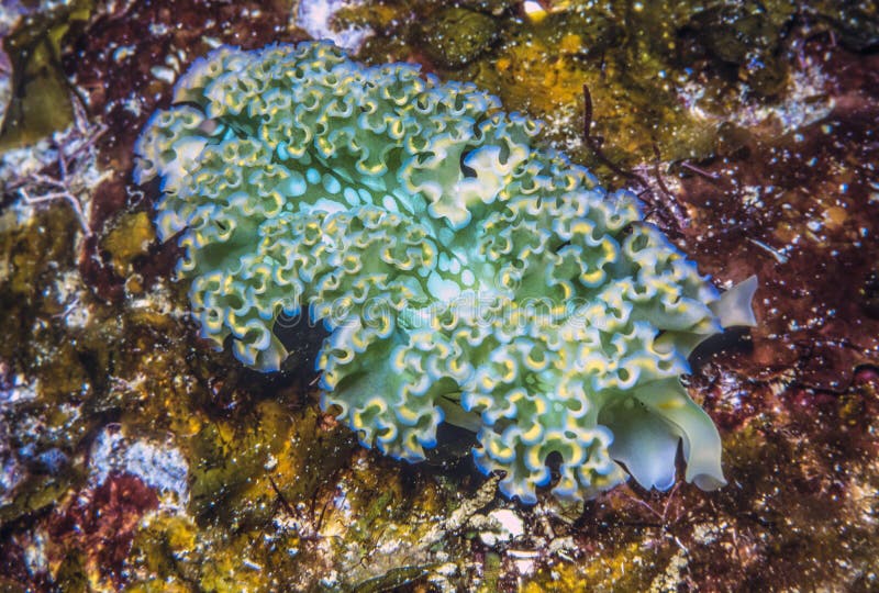 Limace de mer elysia sp photo stock. Image du animal - 211522556