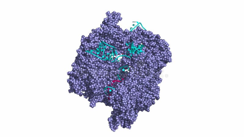 Estructura De Streptococcus Pyogenes Cas9 En Complejo Con Guía Rna Azul ...