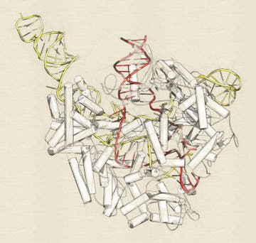 Rna Cartoon Stock Illustrations – 388 Rna Cartoon Stock Illustrations ...