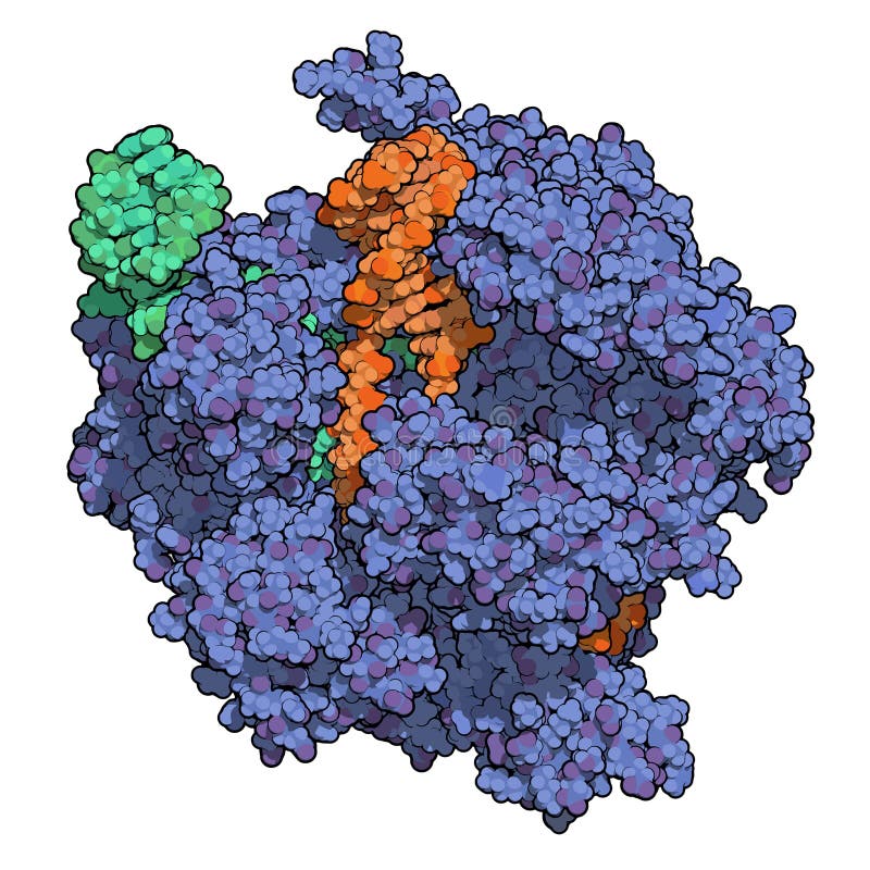 CRISPR-CAS9 Gene Editing Complex from Streptococcus Pyogenes. the Cas9 ...