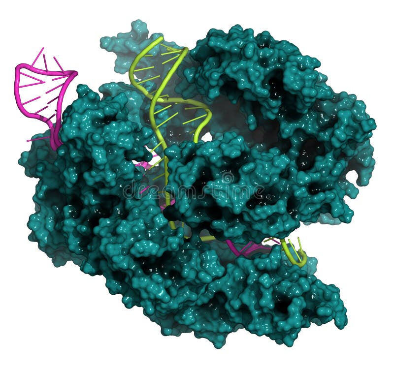 CRISPR-CAS9 Gene Editing Complex from Streptococcus Pyogenes. the Cas9 ...