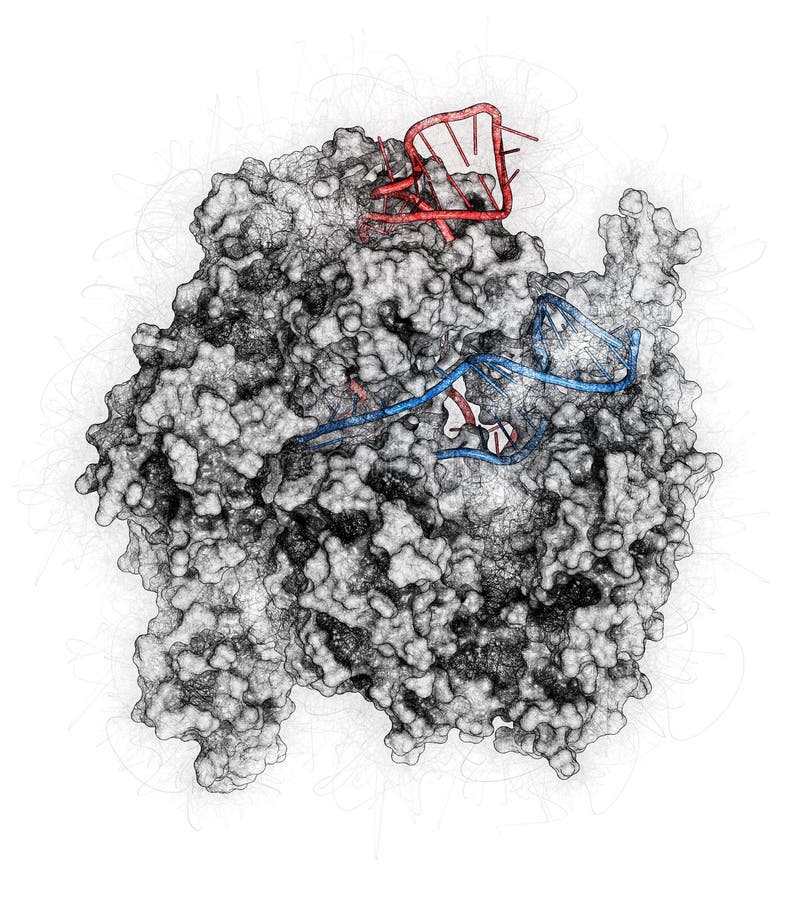 CRISPR-CAS9 Gene Editing Complex from Streptococcus Pyogenes, 3D ...