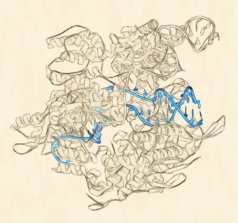 CRISPR-CAS9 Gene Editing Complex from Streptococcus Pyogenes, 3D ...