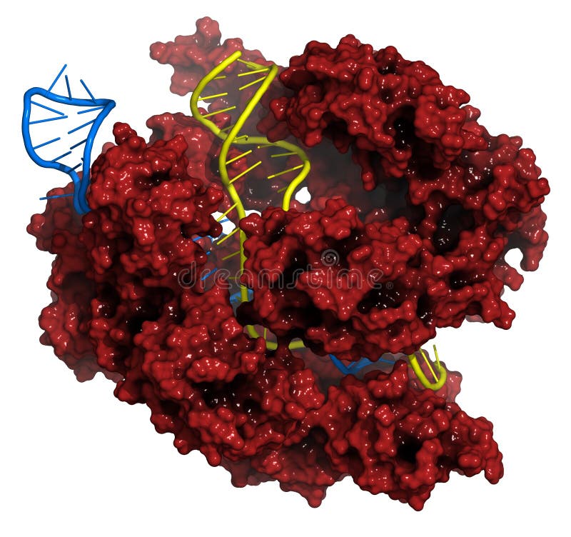 CRISPR-CAS9 Gene Editing Complex from Streptococcus Pyogenes. the Cas9 ...