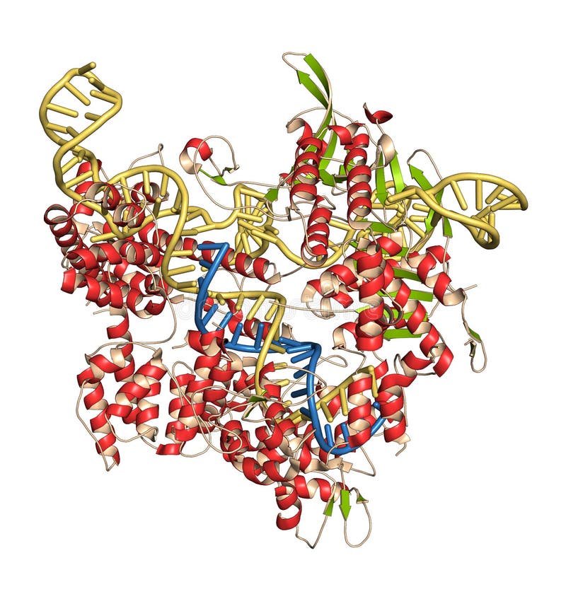 CRISPR-CAS9 Gene Editing Complex from Streptococcus Pyogenes. the Cas9 ...