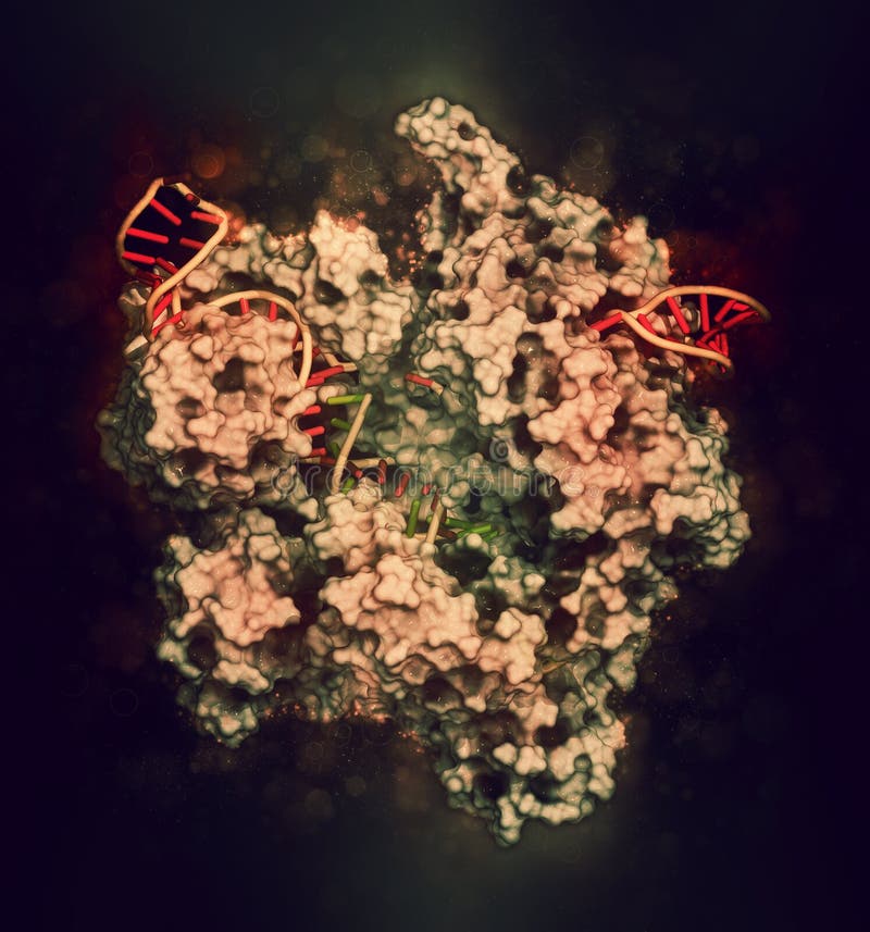CRISPR-CAS9 Gene Editing Complex from Streptococcus Pyogenes. the Cas9 ...