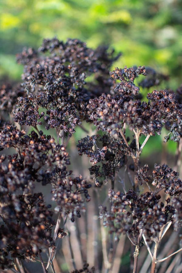 Crispy Dehidrated Flowers in the Sunlight Stock Photo - Image of ...