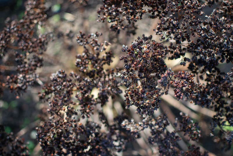 Crispy Dehidrated Flowers in the Sunlight Stock Image - Image of ...