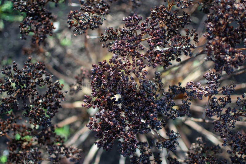 Crispy Dehidrated Flowers in the Sunlight Stock Photo - Image of crusty ...