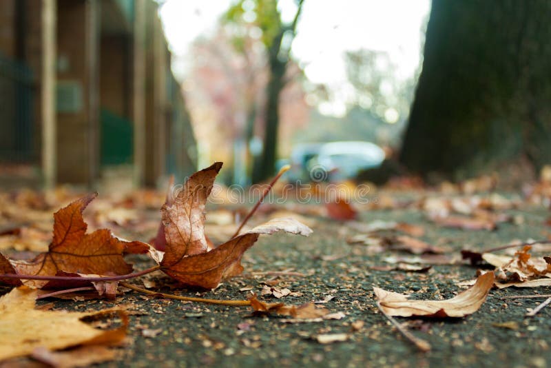 Crispy Dry Brown Leaves Fall on the Ground Stock Image - Image of ...