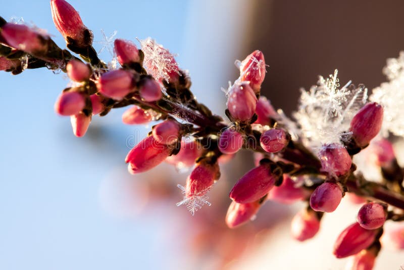 Crispy flower stock photo. Image of freshness, crystal - 59505040