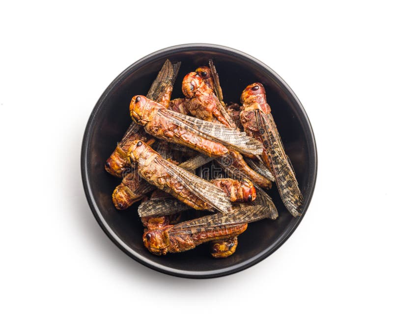 Crispy Fried Grasshoppers in Bowl Isolated on White Background. Insect ...