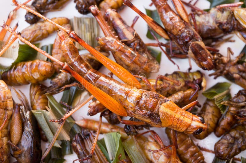 Crispy Fried Insects, Grub Larvae, Grasshopper, CRICKET Stock Photo ...