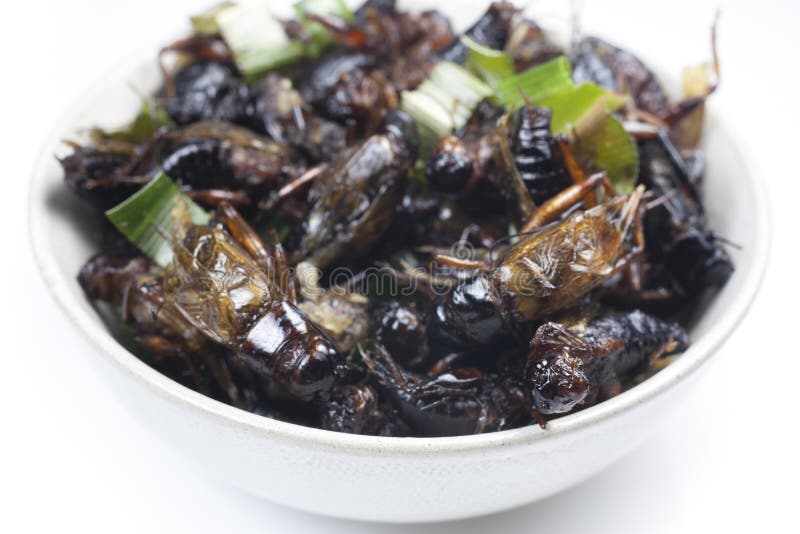 Crispy Fried Insects Thai Menu Food Stock Image - Image of food ...