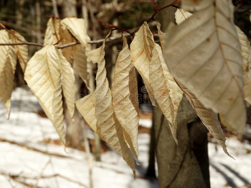 Crispy leaves stock image. Image of trees, forest, cold - 62850269
