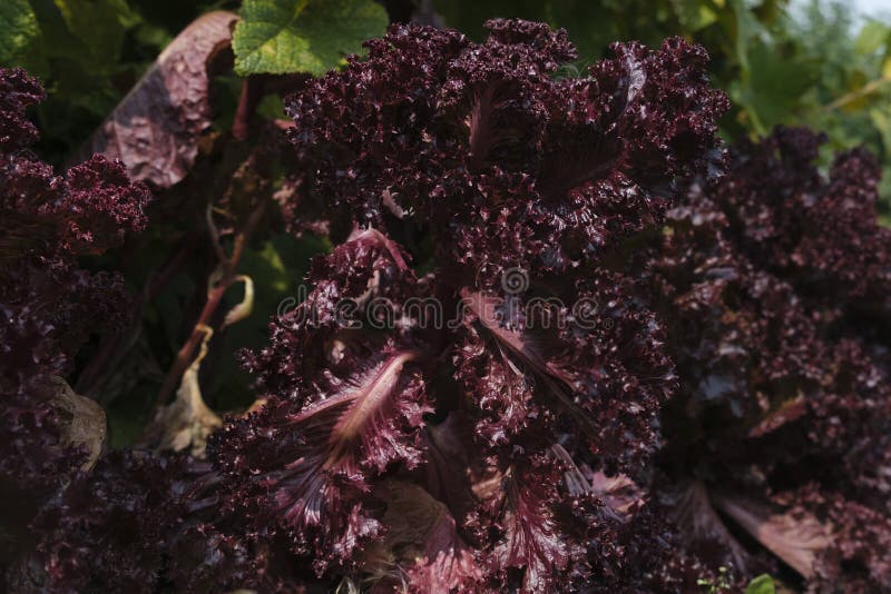 Crispy Ripe La Rosa Lettuce Leaves on the Garden Bed Stock Image ...