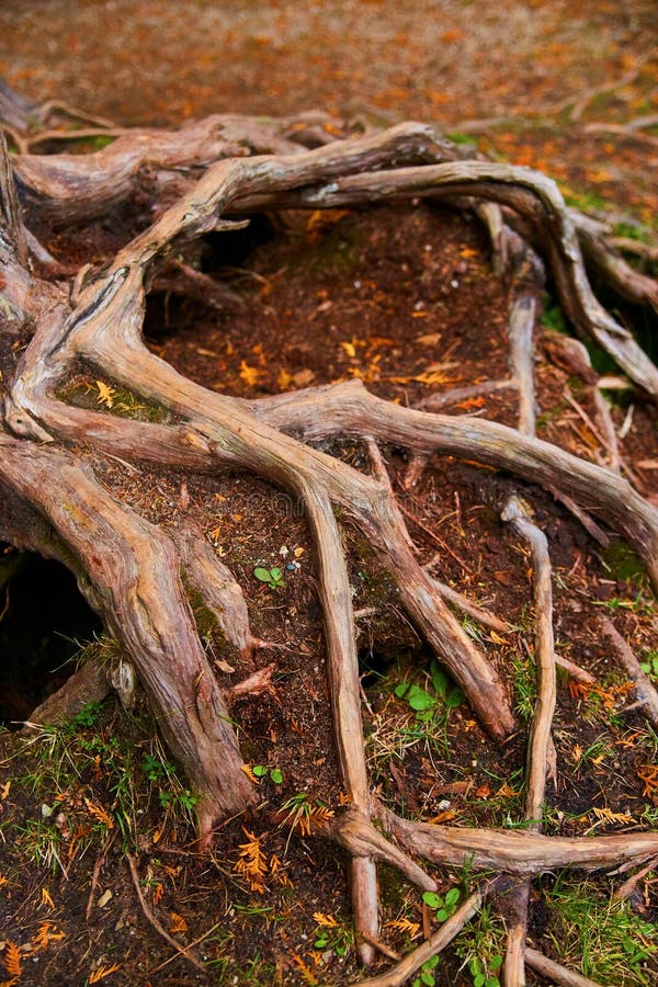 Crisscrossing Tree Roots with Brown Forest Floor and Hollow Under Roots ...