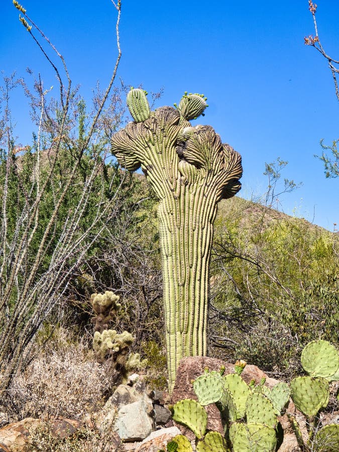 A Cristate or Crested Saguaro Cactus Stock Image - Image of succulent ...