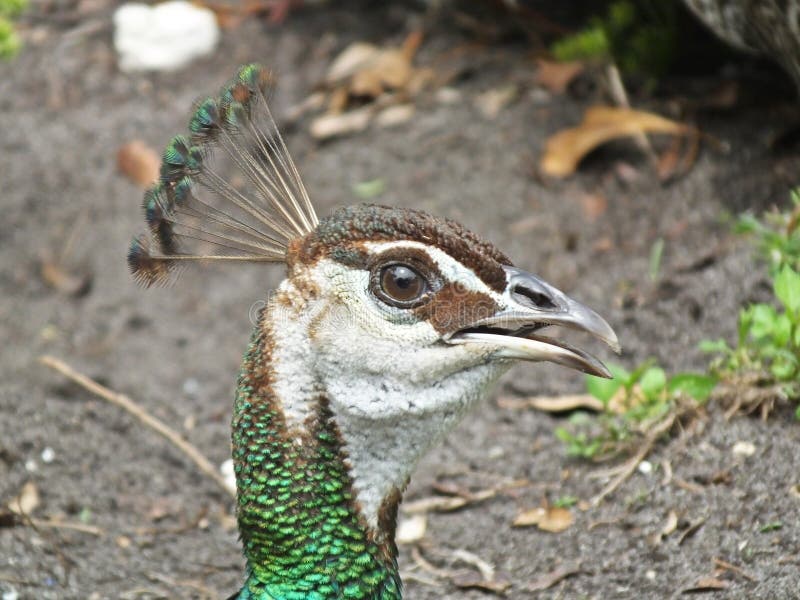 Cristatus Da Pavoa Ou Do Pavo Imagem de Stock - Imagem de wildlife ...
