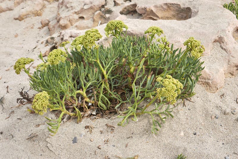 Crithmum maritimum plant stock image. Image of flower - 122736573