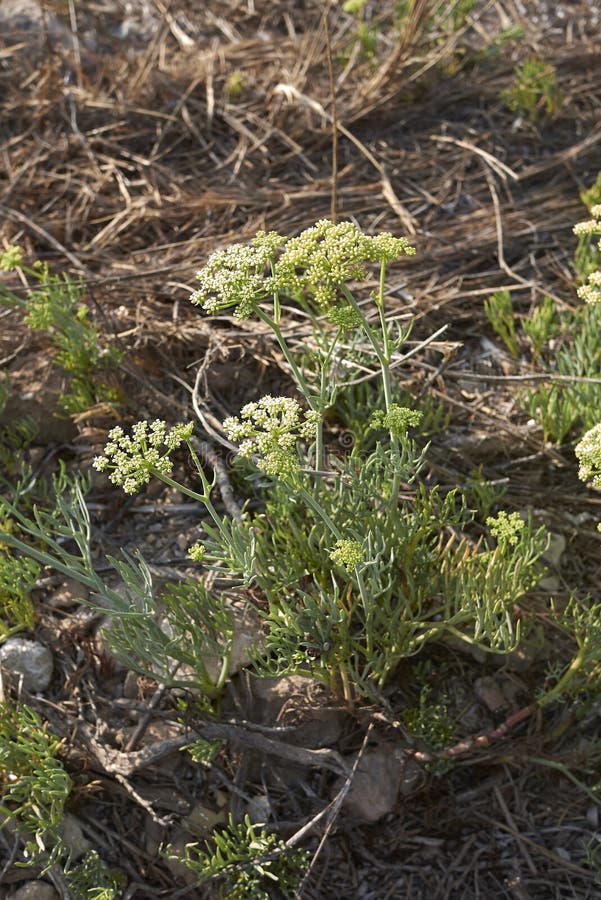 Crithmum Maritimum Plants in Bloom Stock Image - Image of environment ...