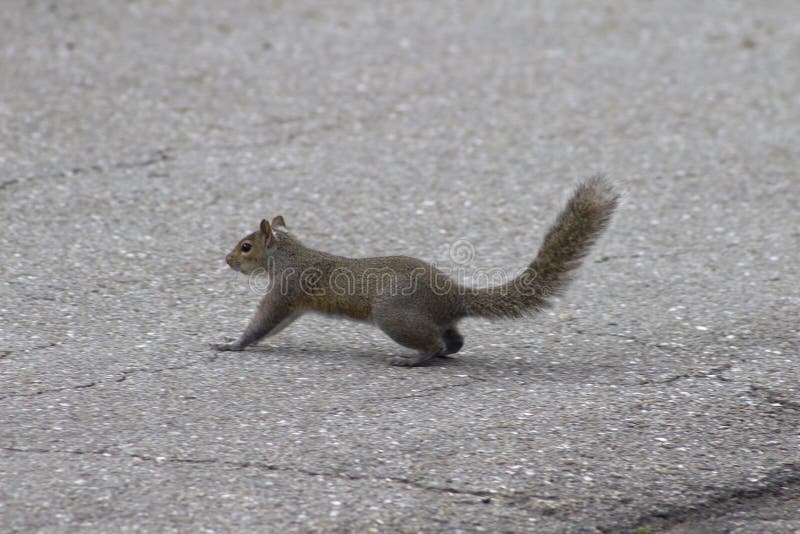 Critter Running Across the Road Stock Image - Image of ears, fluffy ...