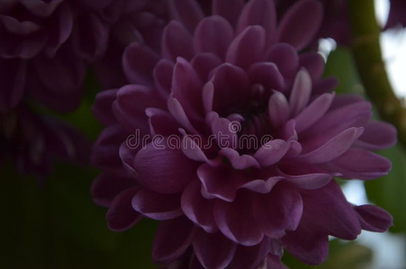 Crizantema stock photo. Image of blossom, plant, color - 90762348