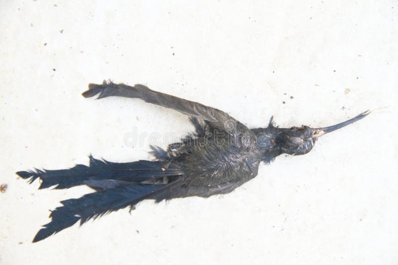 One Hummingbird Dead Isolated in the Floor SÃ£o Paulo Brazil Stock ...