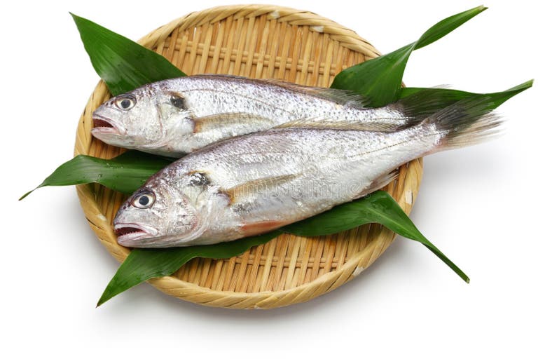 Jewfish Transparent Background Stock Photos - Free & Royalty-Free Stock ...