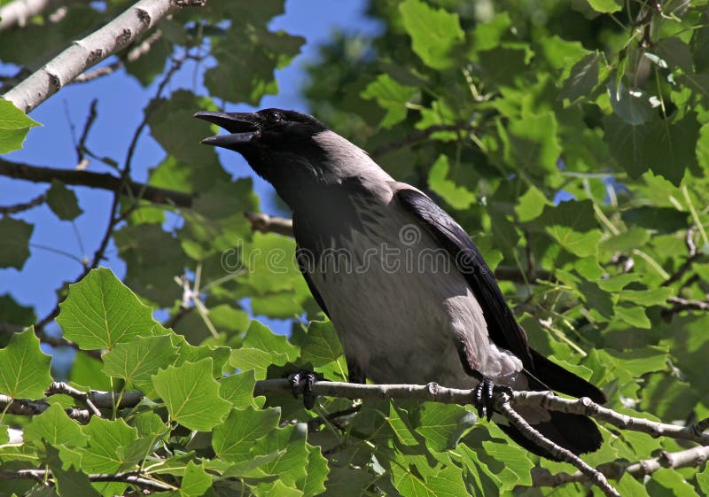Croaking crow stock image. Image of grey, green, fauna - 31363799