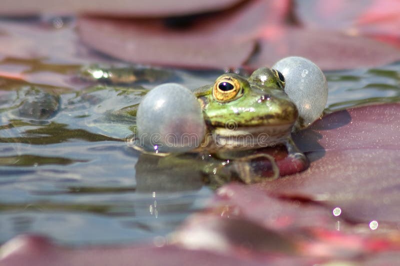 Croaking frog stock photo. Image of lily, croaking, eyes - 8943468