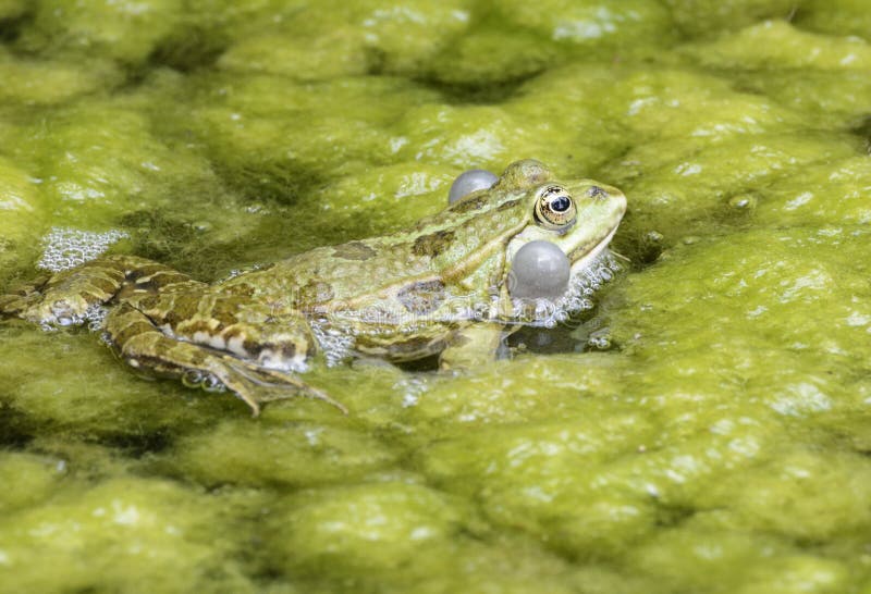 Croaking Frog stock image. Image of frog, toad, macro - 33052521