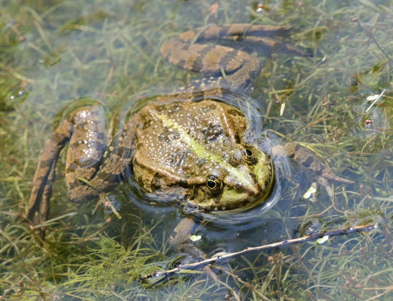 Croaking frog stock photo. Image of lily, croaking, eyes - 8943468