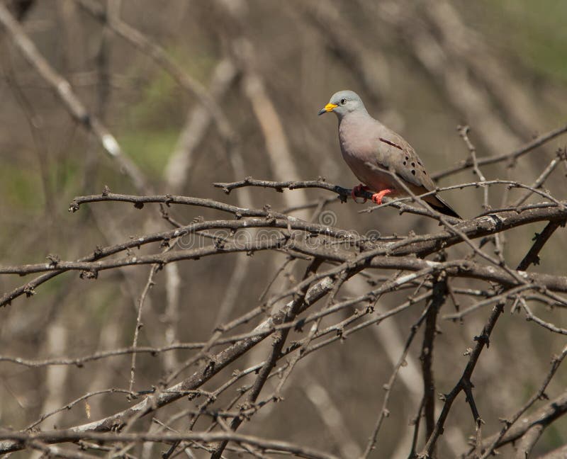 Croaking Ground Dove on Branch Stock Image - Image of peruvian, animals ...