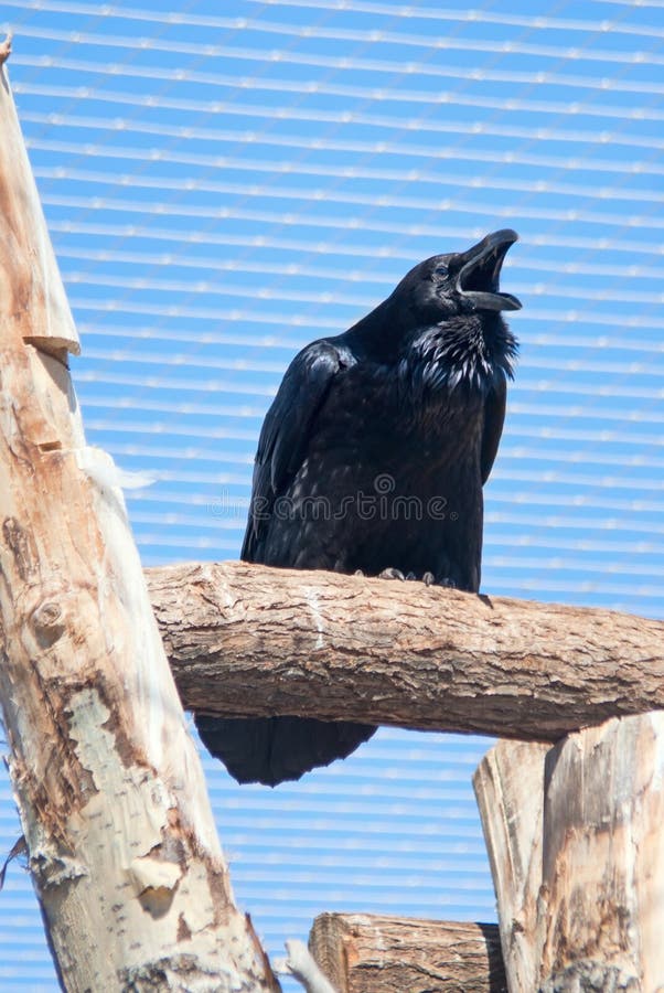 Croaking raven stock photo. Image of ominous, bird, captive - 21401904