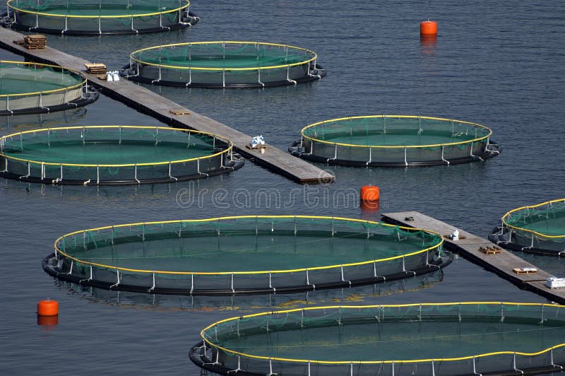 Croatia - Fish breeding stock photo. Image of croatia - 12517582