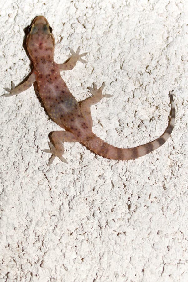 Croatian gecko (macaklin) stock image. Image of skin - 44056237