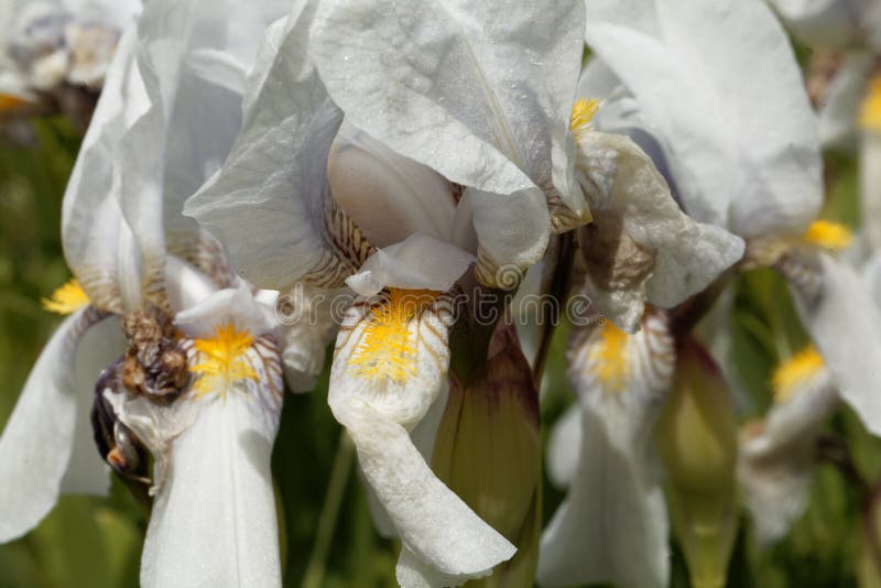 Croatian Iris Iris X Croatica Stock Photo - Image of botany, garden ...