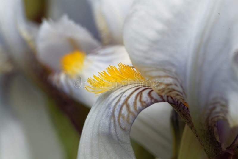 Croatian Iris Iris X Croatica Stock Photo - Image of botany, garden ...