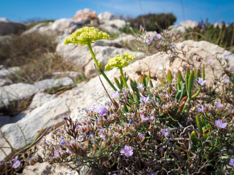 Croatian Island flora stock photo. Image of flora, destination - 79169136
