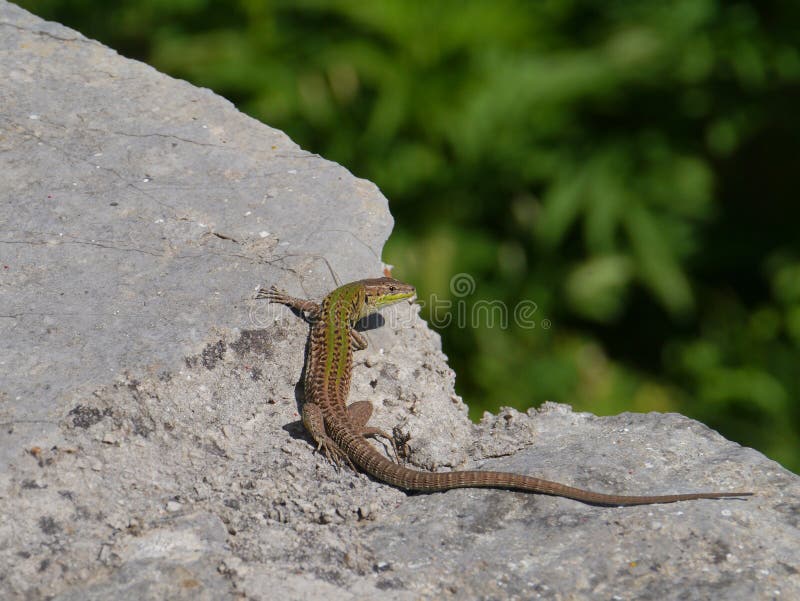 A Croatian Lizard on a Rock Stock Photo - Image of brown, fast: 55610192