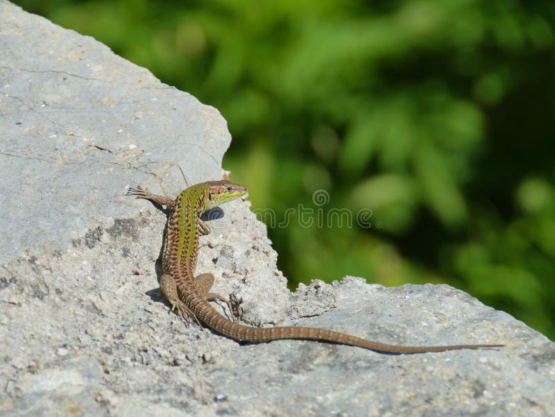 A Croatian Lizard on a Rock Stock Photo - Image of colours, tale: 55650212