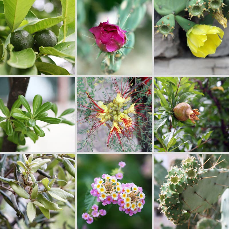 Croatian plants stock image. Image of croatia, pink, yellow - 41961881