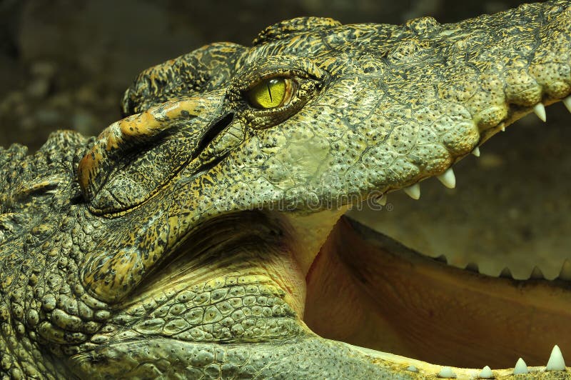 Croc stock photo. Image of hunter, mouth, killer, blood - 18740388