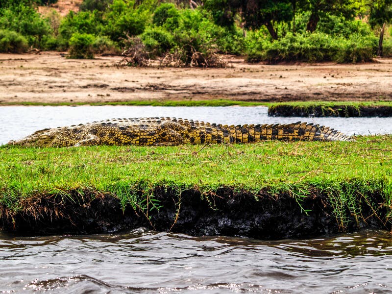 Afrikaanse krokodil 4 stock afbeelding. Image of punt - 7222051