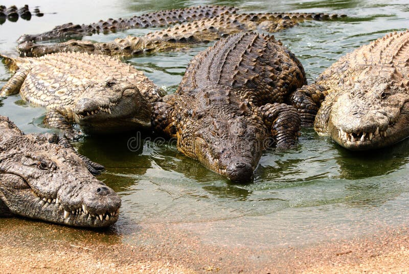 153 Croc Family Photo Stock Photos - Free & Royalty-Free Stock Photos ...