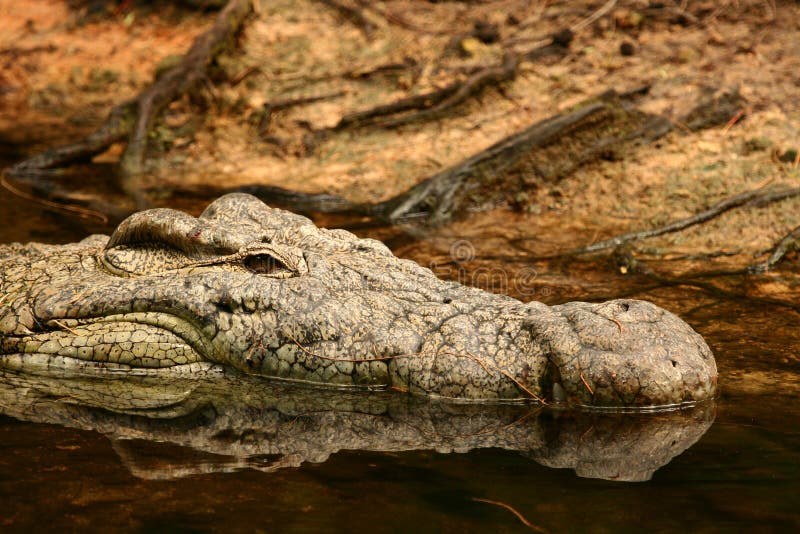 Croc head stock image. Image of pond, niloticus, african - 9050295